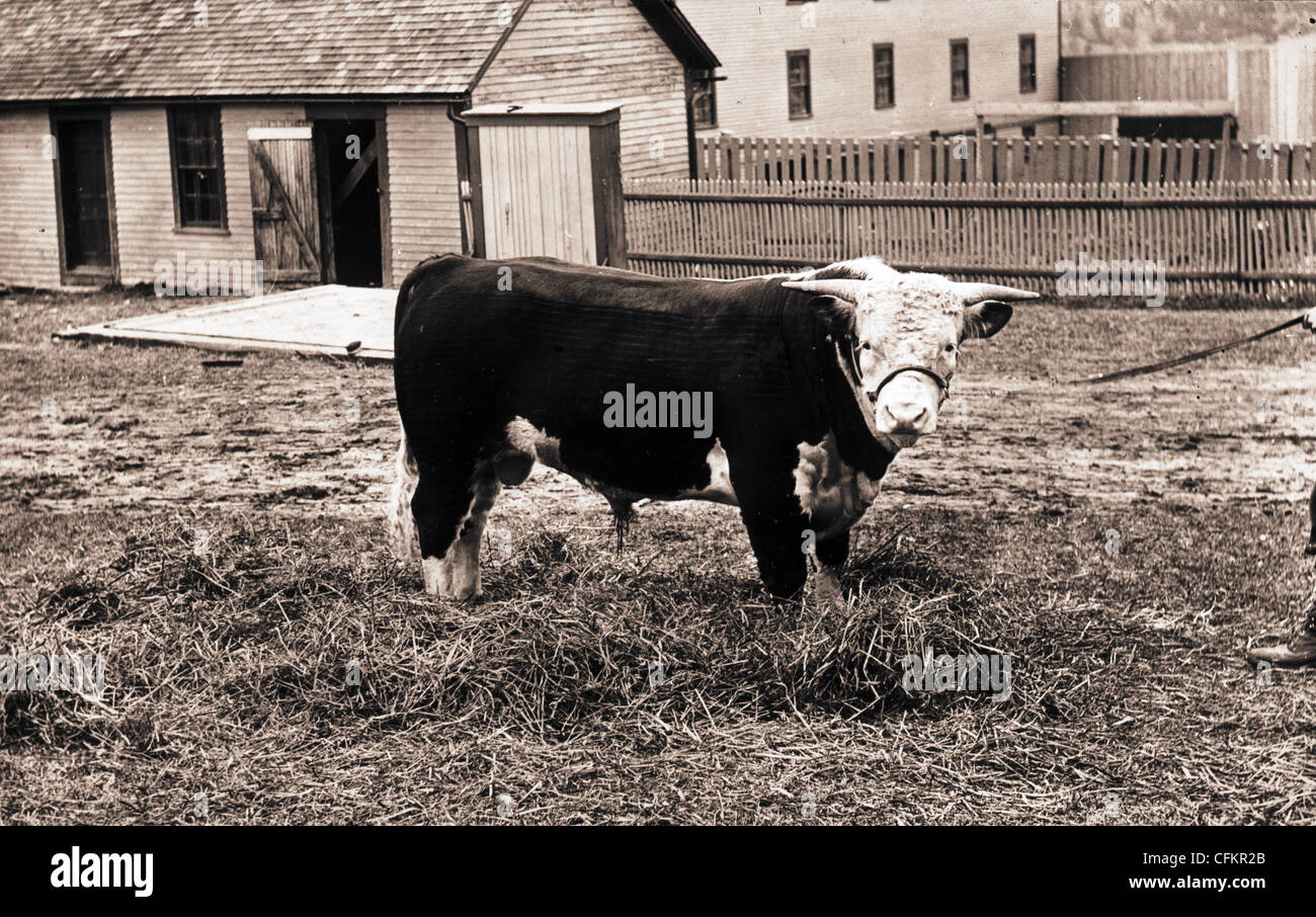 Steer Standing in Barnyard Stock Photo - Alamy