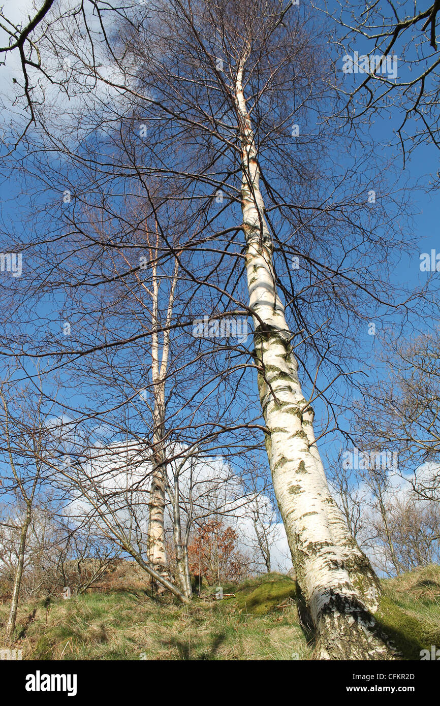 Silver birch tree bark hi-res stock photography and images - Alamy