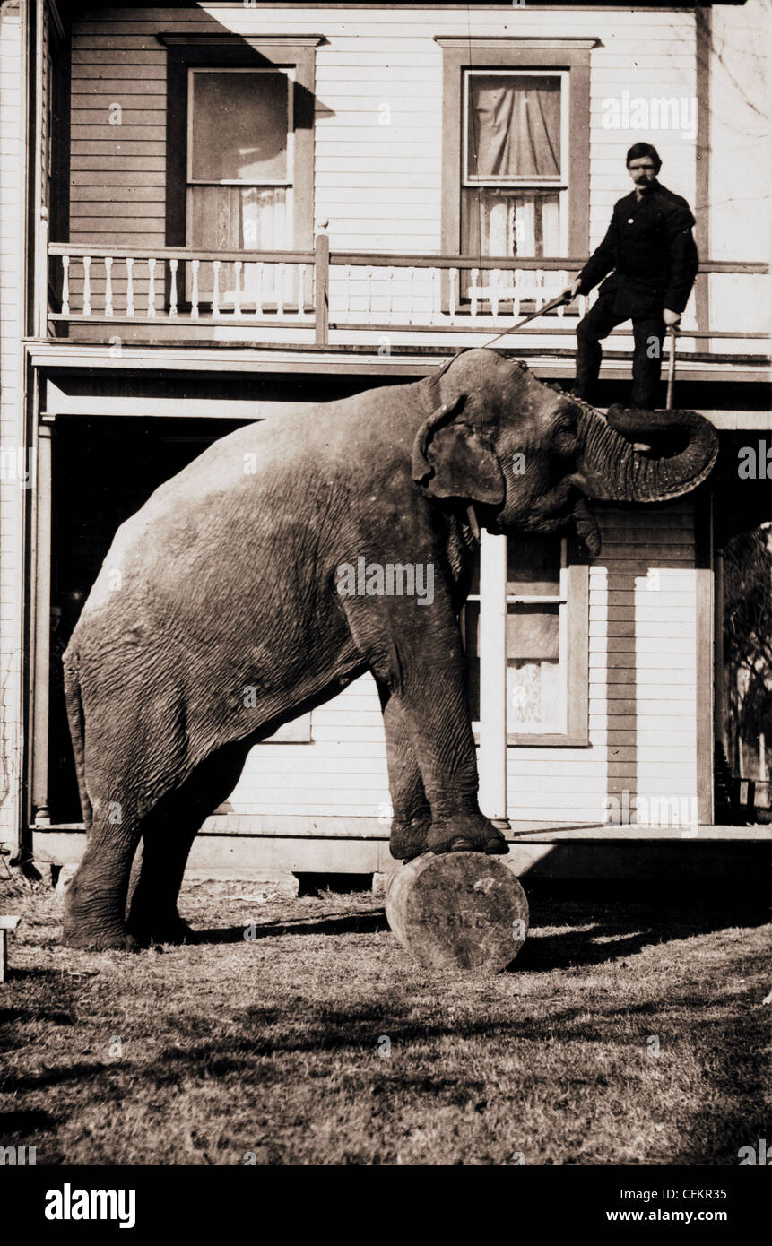 1910s Trained Elephant High Resolution Stock Photography and Images - Alamy
