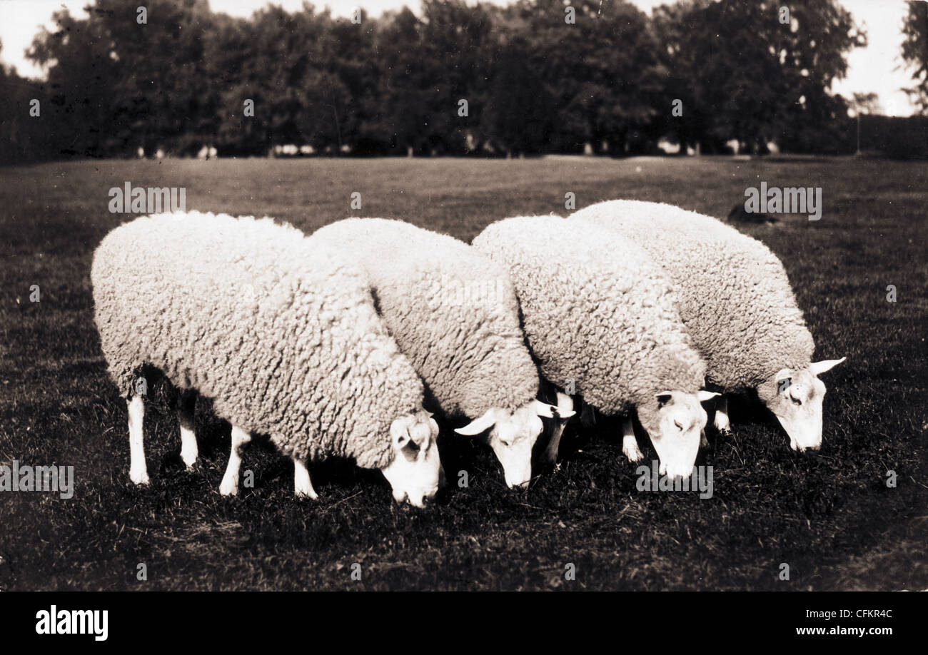 Four Sheep Grazing in Pasture Stock Photo - Alamy