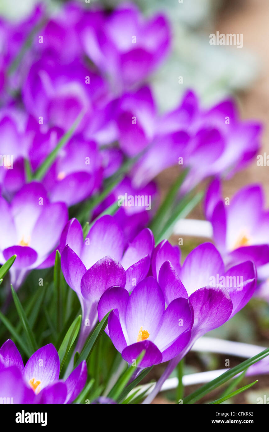 Crocus lining the edge of a pathway in early Spring Stock Photo - Alamy