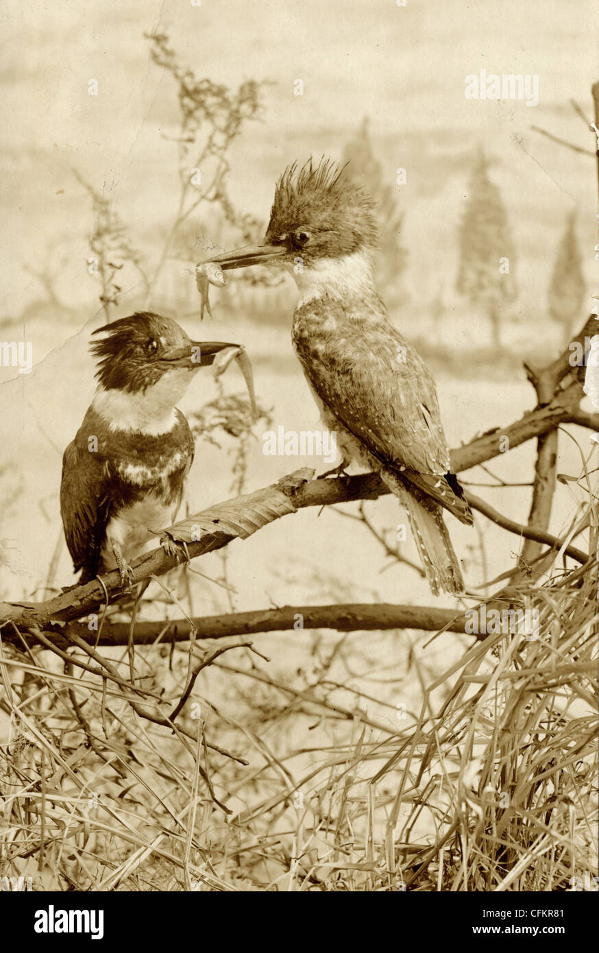 Kingfisher Birds Holding Small Fish Stock Photo - Alamy