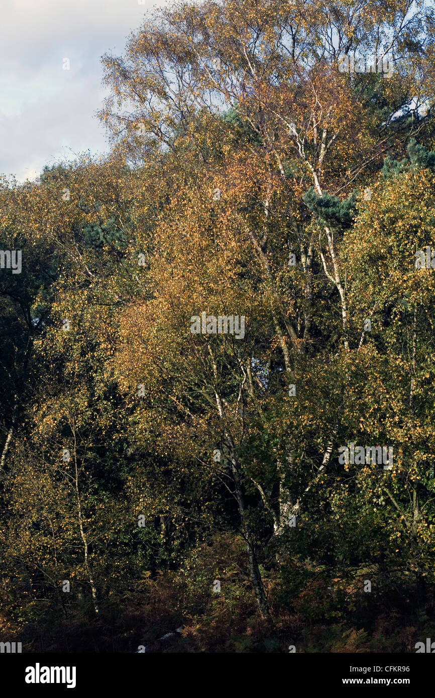 Betula pendula tree trees hi-res stock photography and images - Alamy