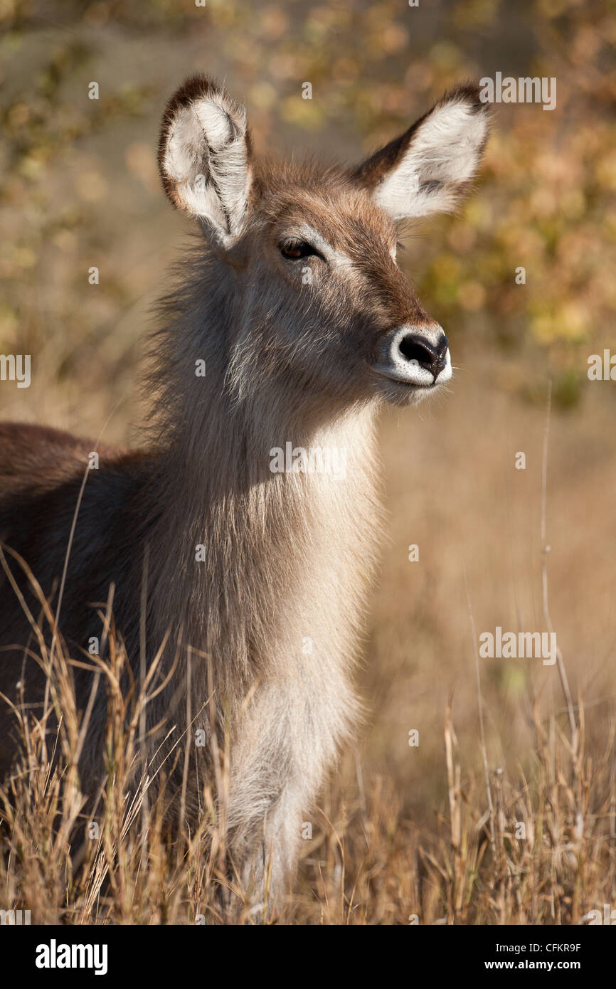 Common waterbuck hi-res stock photography and images - Alamy