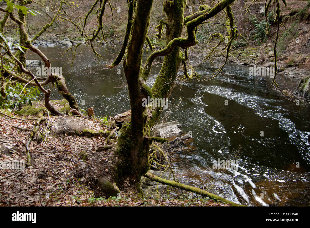 Moss greenery hi-res stock photography and images - Alamy