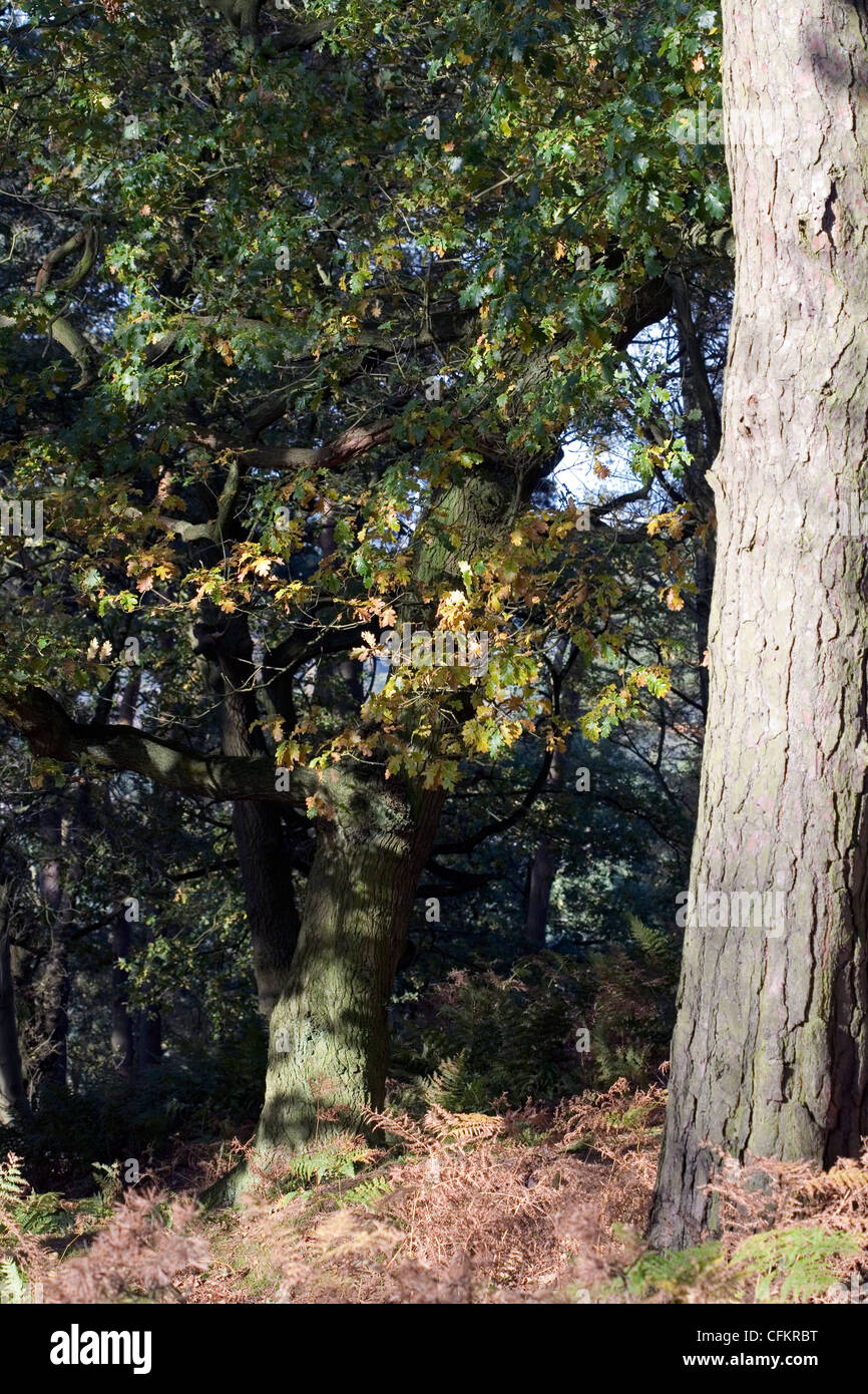 Oak trees Autumn The Fall Alderley Edge Cheshire England Stock Photo ...