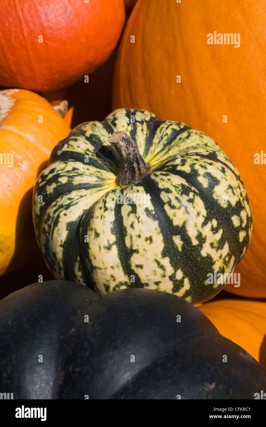 Cucurbita maxima. Squash harvest Stock Photo - Alamy