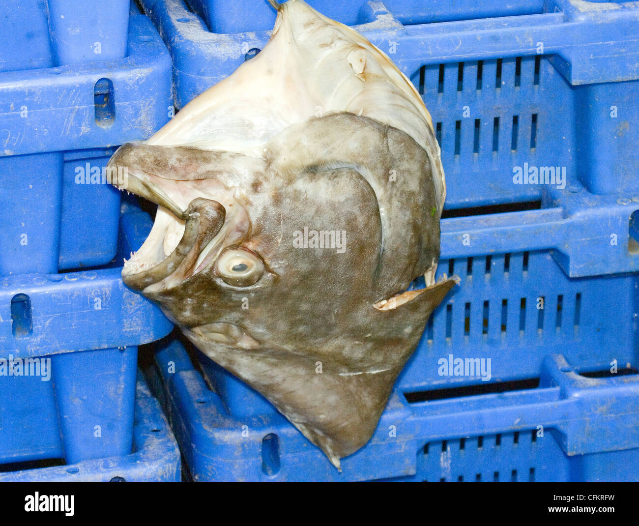Fish head in a market Stock Photo - Alamy