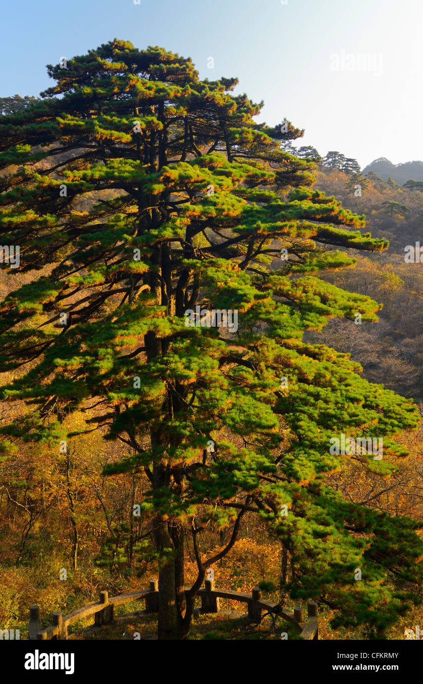 Yellow pine tree hi-res stock photography and images - Alamy