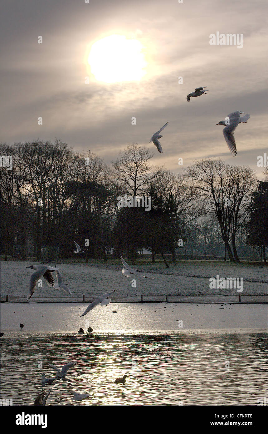 Seagulls flying over a winterscape with a wintry sun and trees against ...