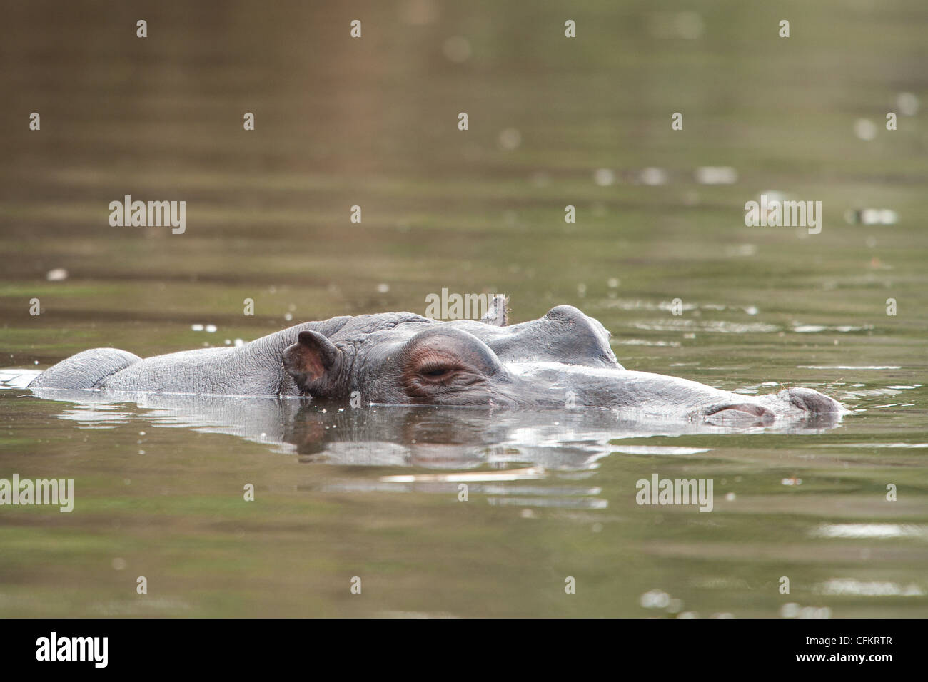 African hippo in water hi-res stock photography and images - Alamy