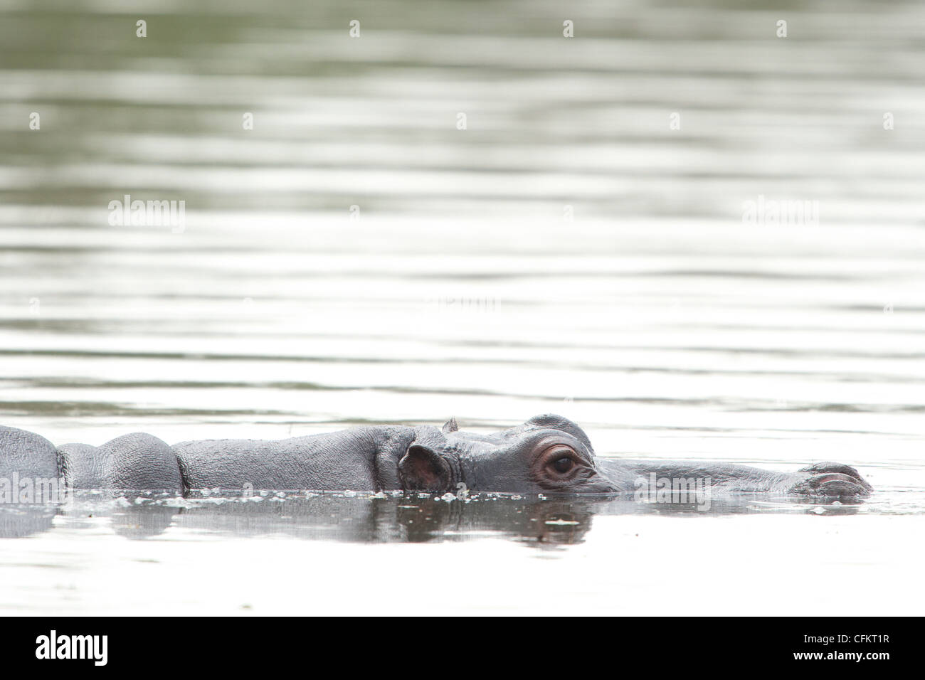 African hippo in water hi-res stock photography and images - Alamy