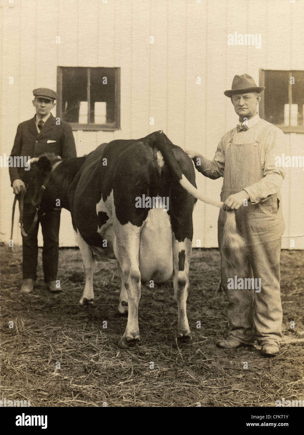 Farmer Demonstrating Business End of a Cow Stock Photo - Alamy