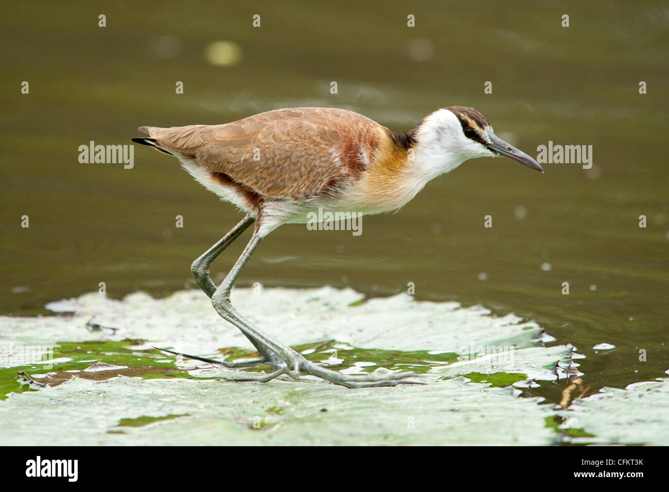 Female African Jacana standing on a lily pads (Actophilornis africana ...