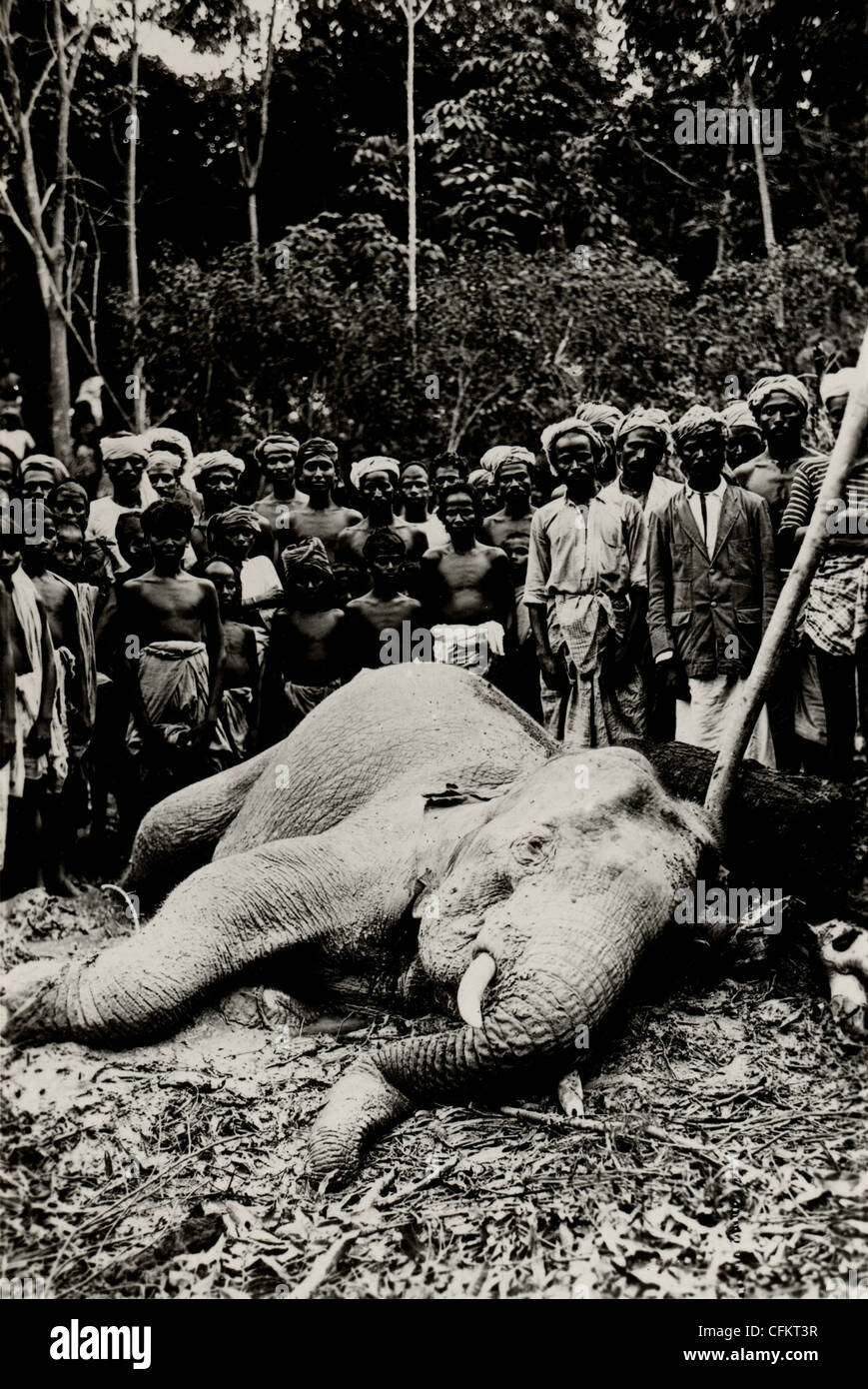 Sick elephant hi-res stock photography and images - Alamy