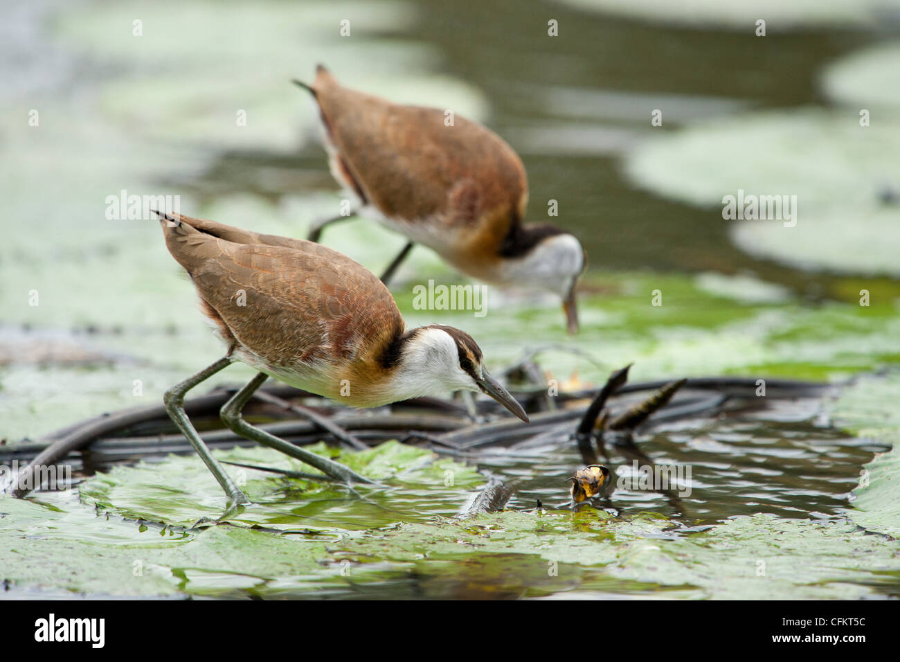 Female African Jacana standing on a lily pads (Actophilornis africana ...