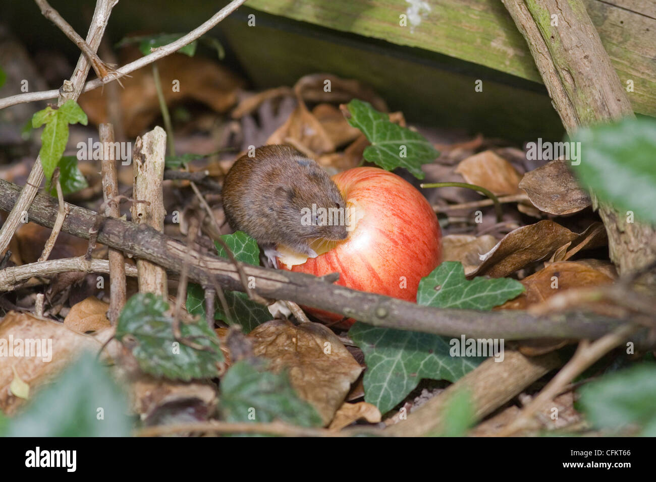 Field Vole Microtus agrestis Eating Red Apple Stock Photo - Alamy