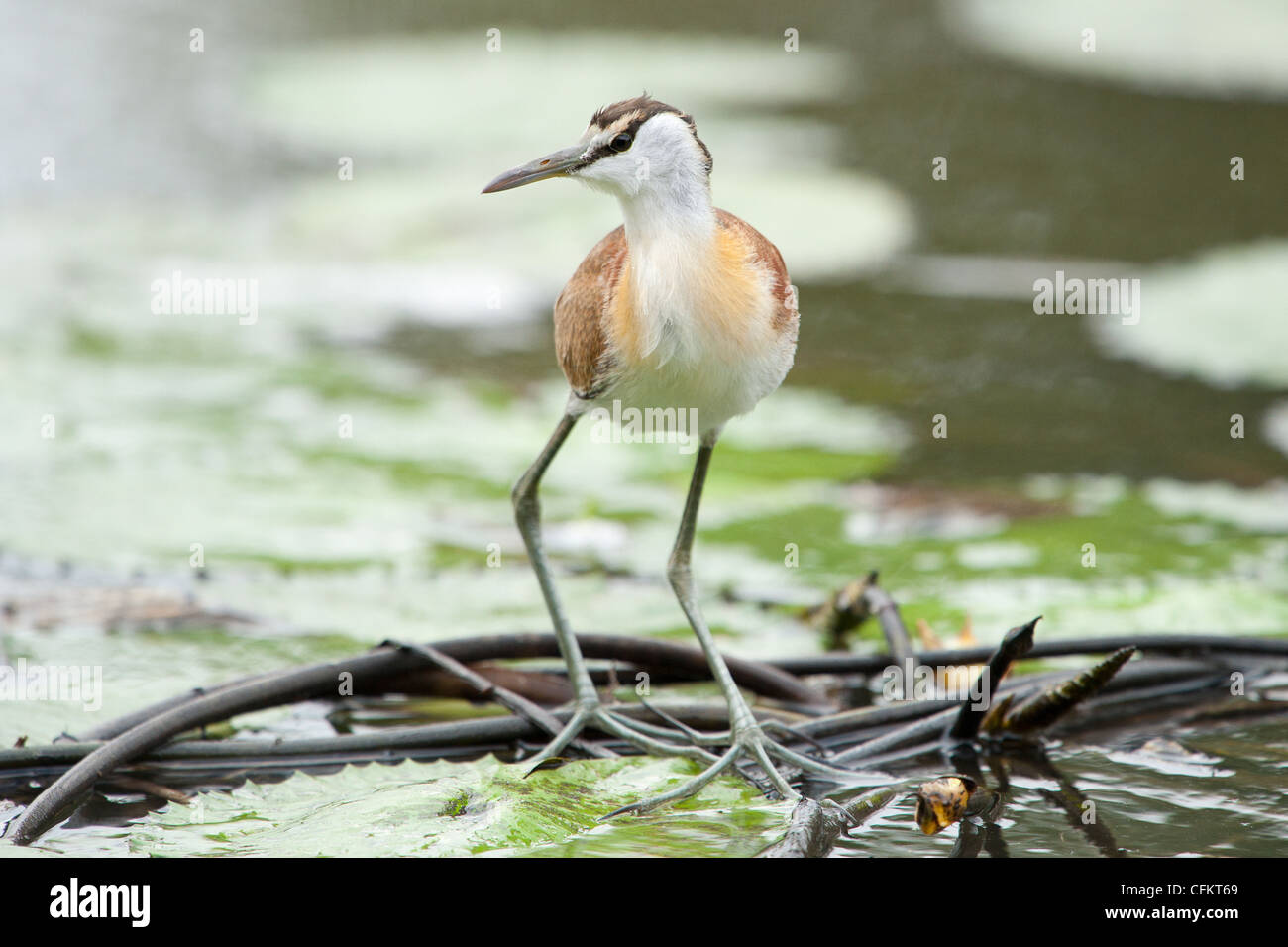 Female African Jacana standing on a lily pads (Actophilornis africana ...
