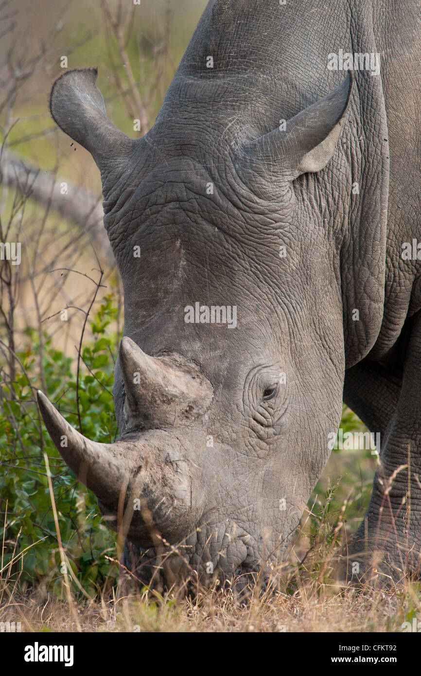 African animal rhino hi-res stock photography and images - Alamy