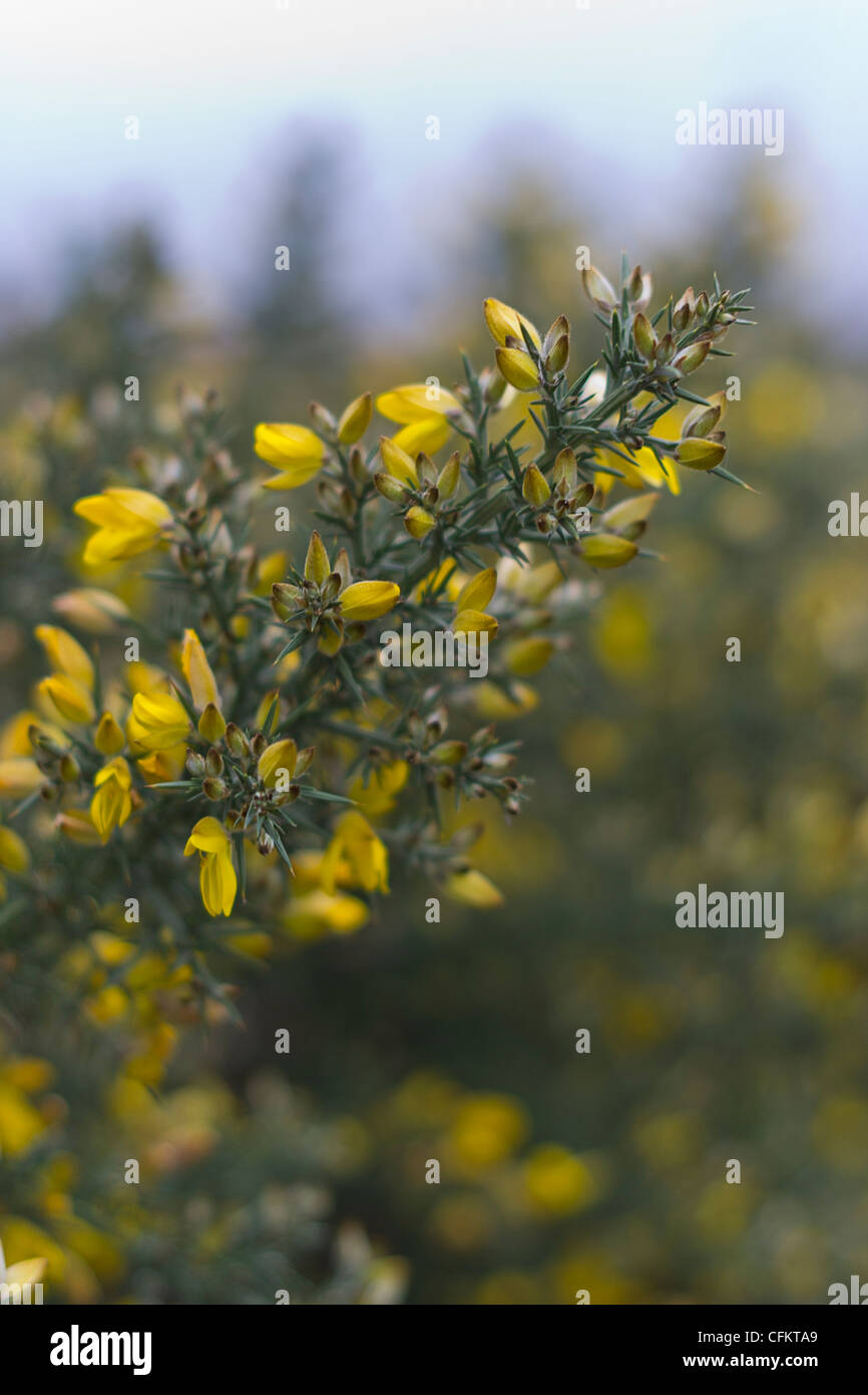 Gorse flowers hi-res stock photography and images - Alamy
