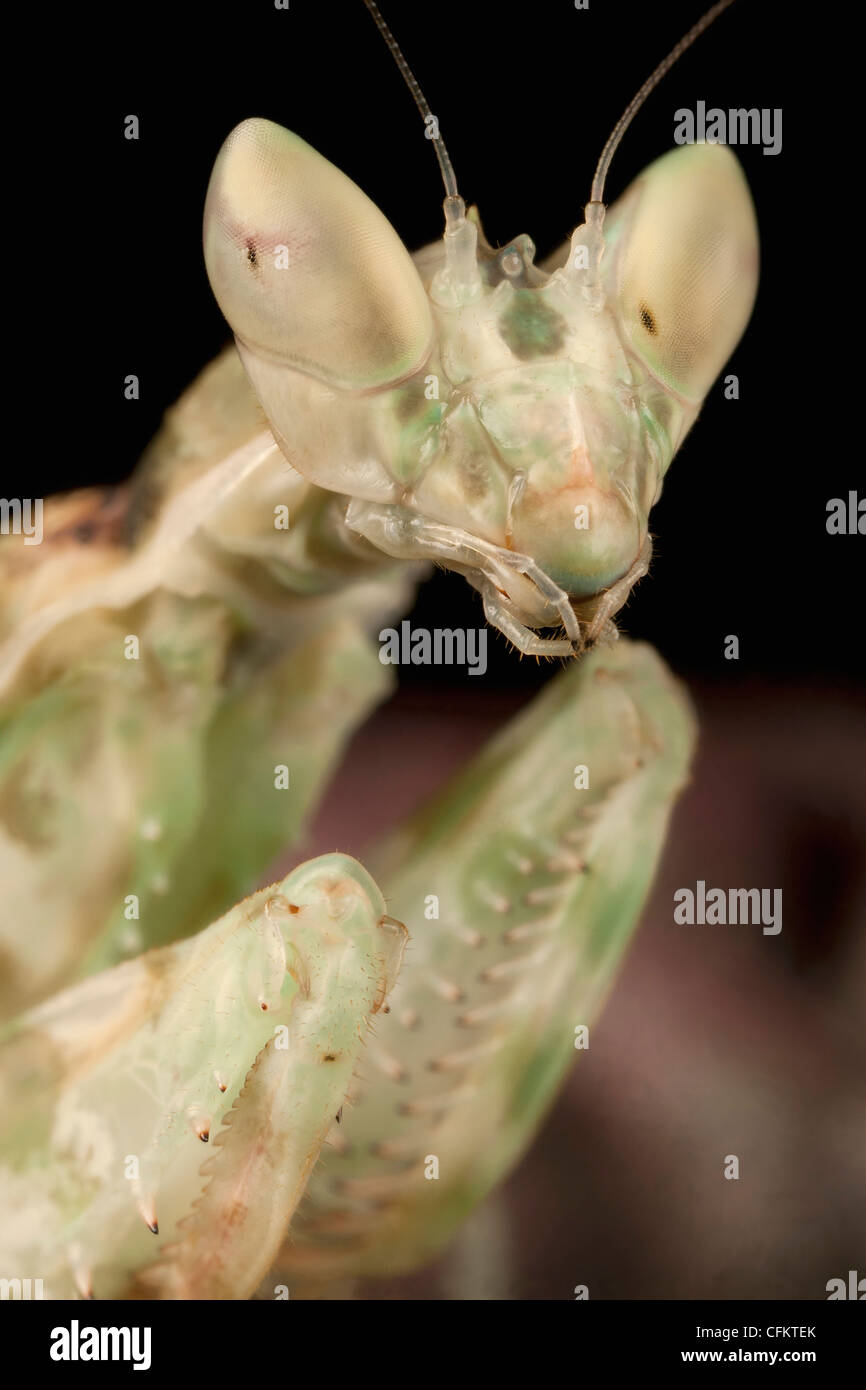 Close up portrait of an Indian Flower Praying Mantis Stock Photo - Alamy