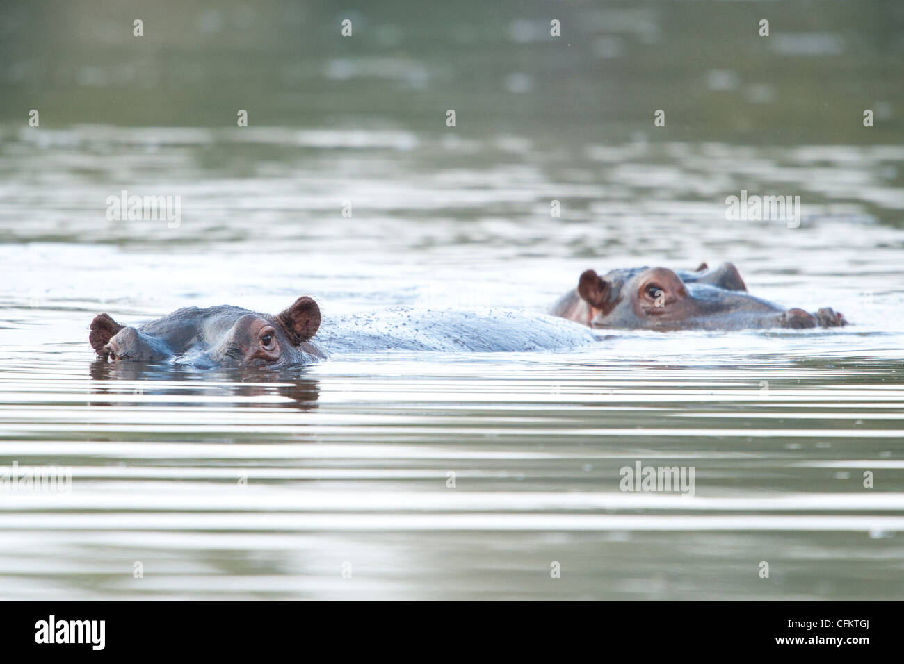 African hippo in water hi-res stock photography and images - Alamy