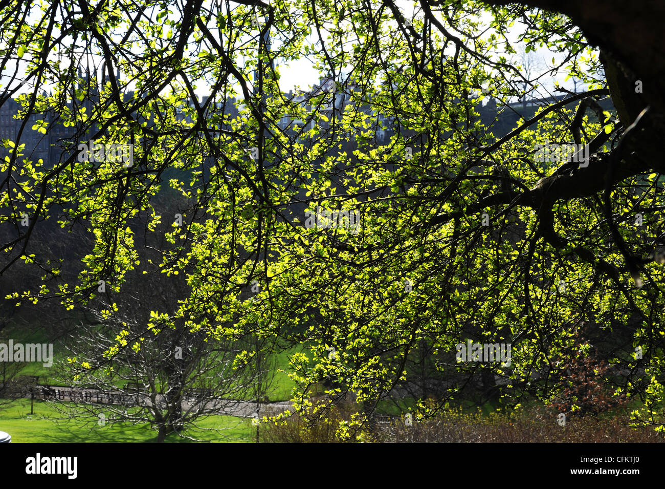 New grass shoots emerging hi-res stock photography and images - Alamy