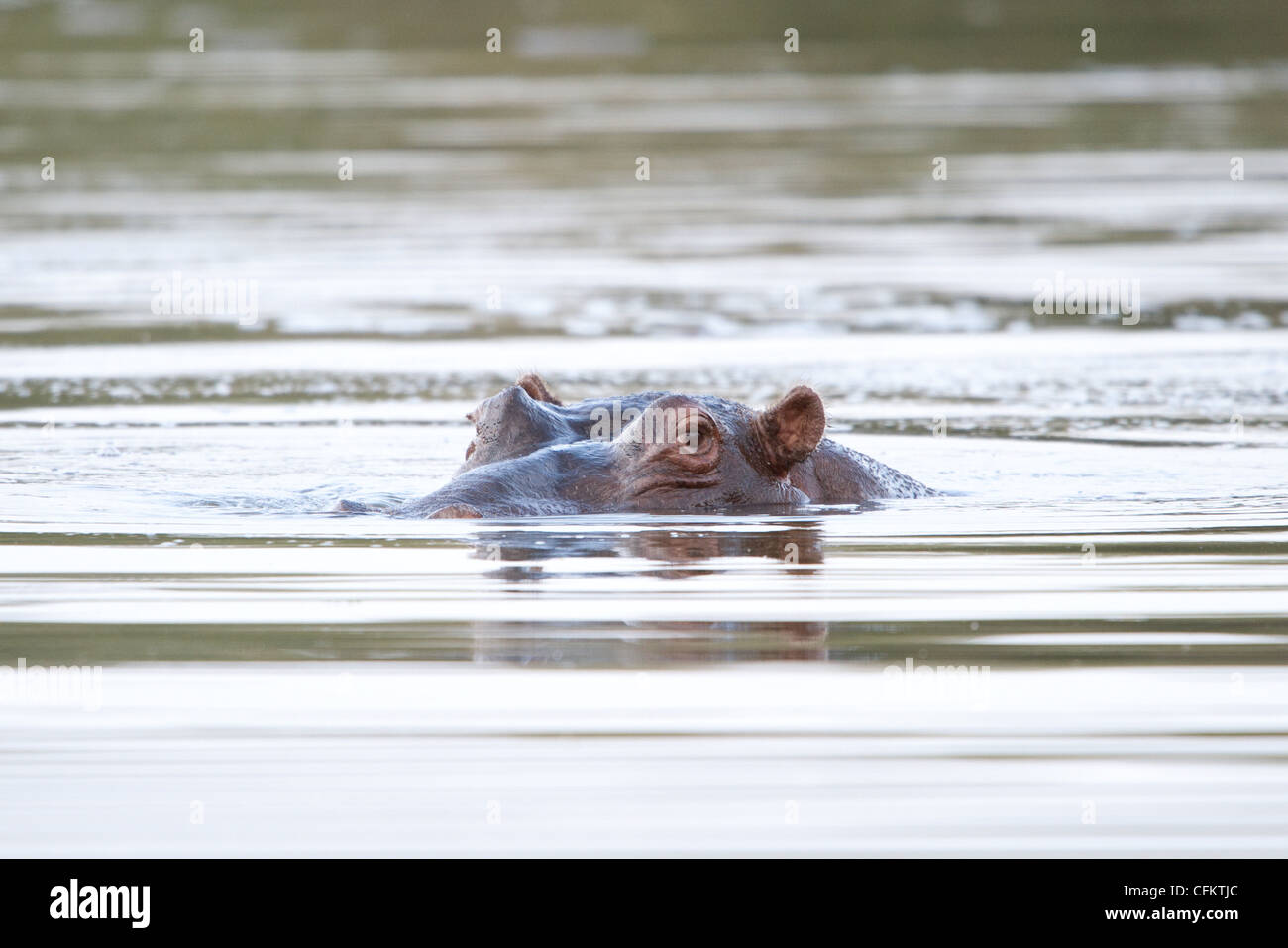 African hippo in water hi-res stock photography and images - Alamy