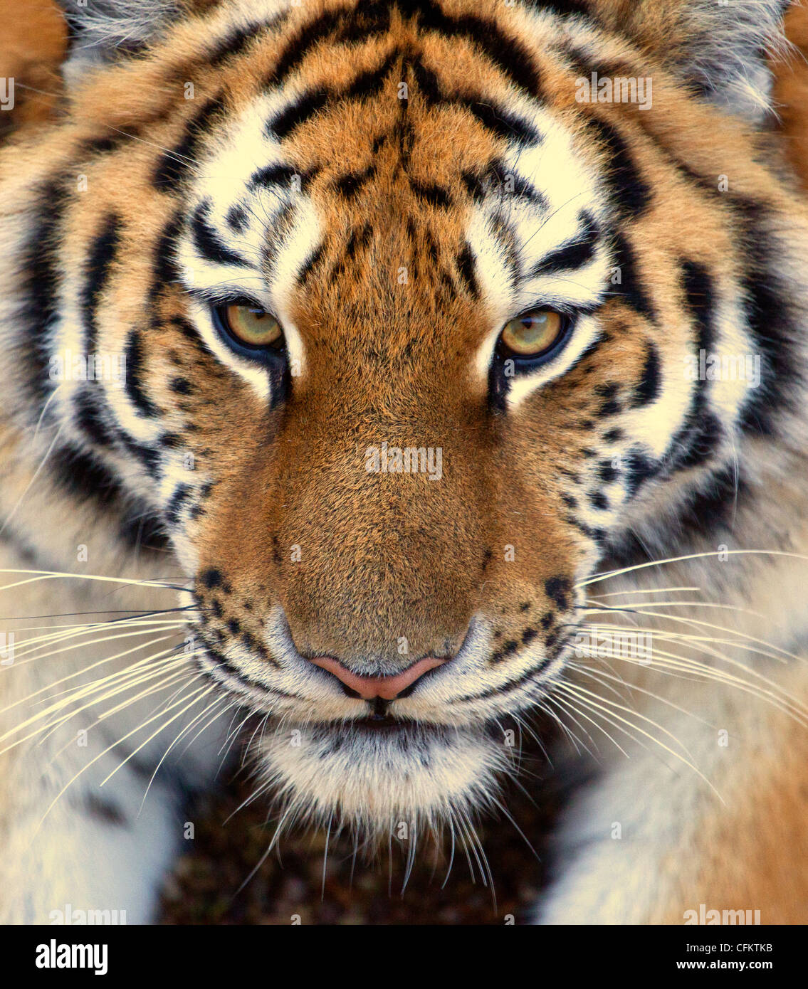 Tiger looking up hi-res stock photography and images - Alamy