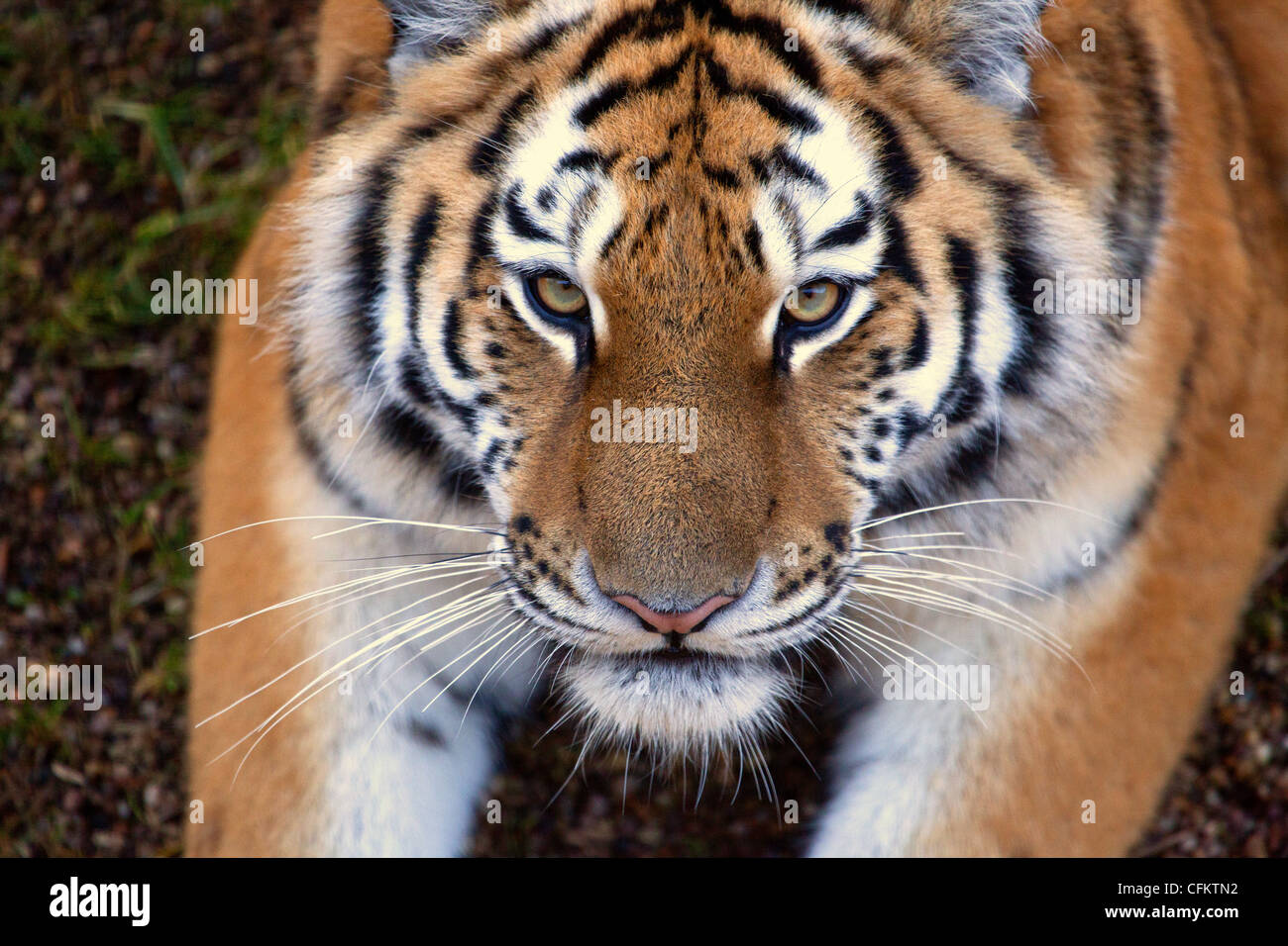 Siberian amur tiger hi-res stock photography and images - Alamy