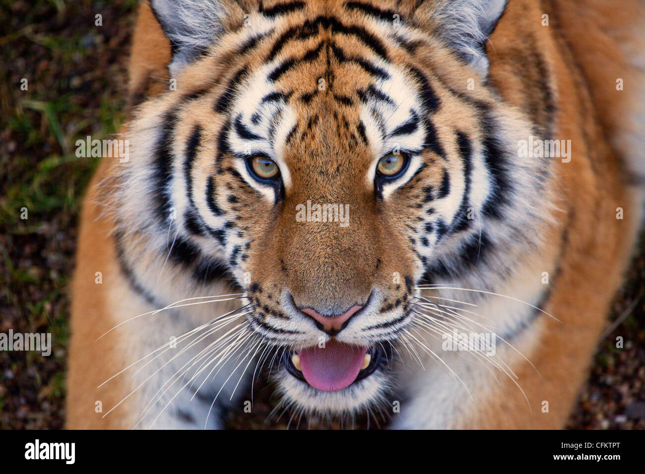 Siberian tiger hi-res stock photography and images - Alamy