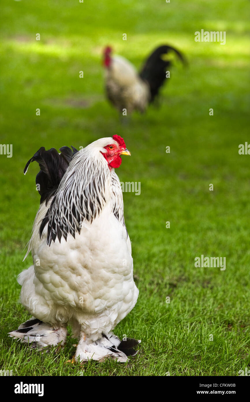 Big and heavy feathered chicken with rooster in background Stock Photo ...