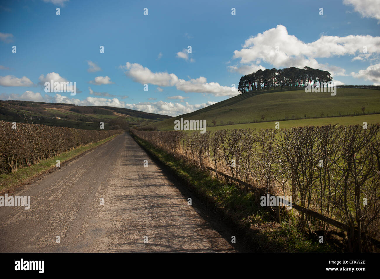 Copse of trees hi-res stock photography and images - Alamy