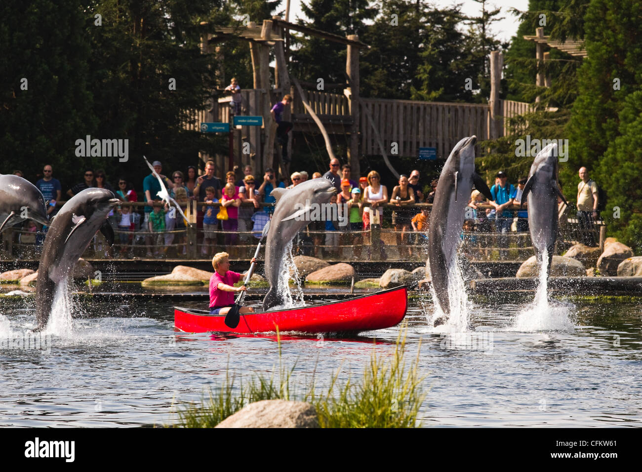 Female dolphin keeper in rowing boat having fun with Bottlenose ...