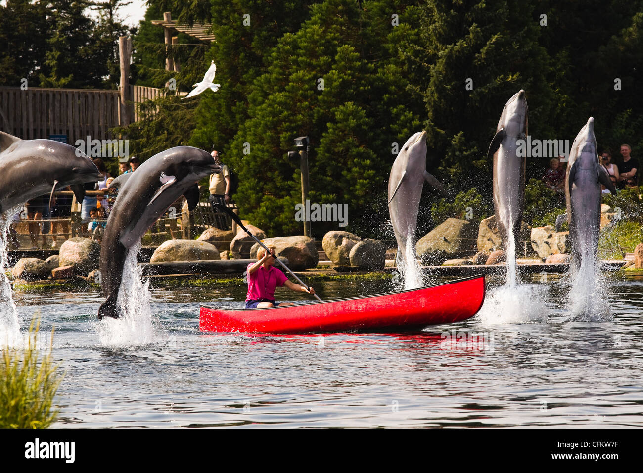 Female dolphin keeper in rowing boat having fun with Bottlenose ...