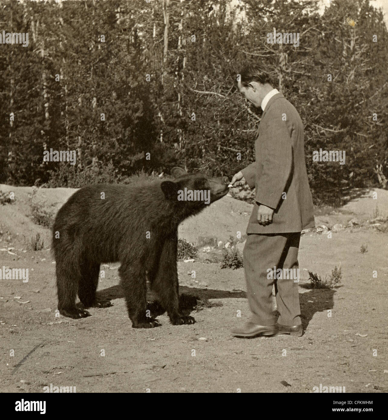 Man Feeding a Friendly Bear Stock Photo - Alamy