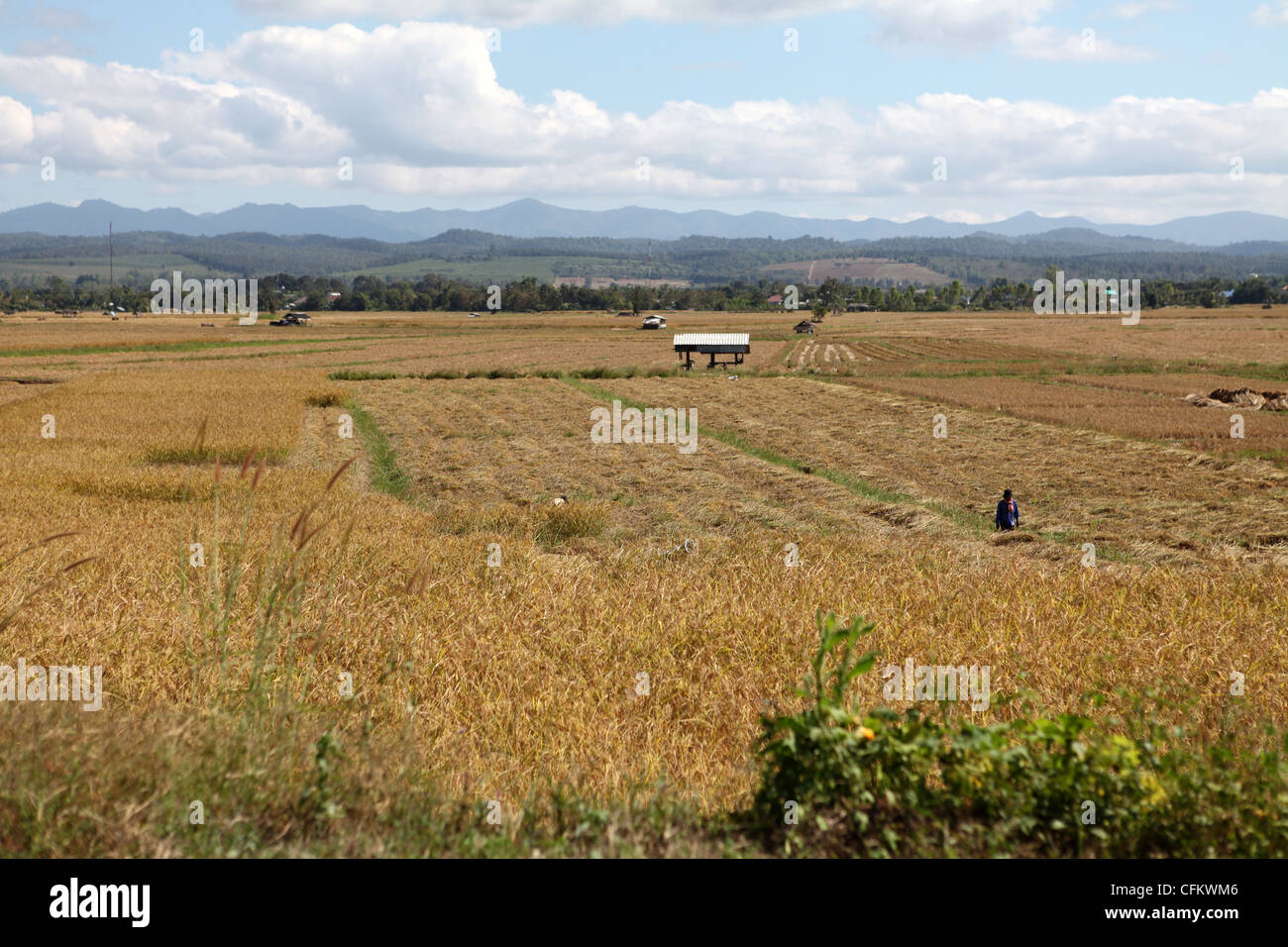 Rice farmer and field / padi in Thailand Stock Photo - Alamy