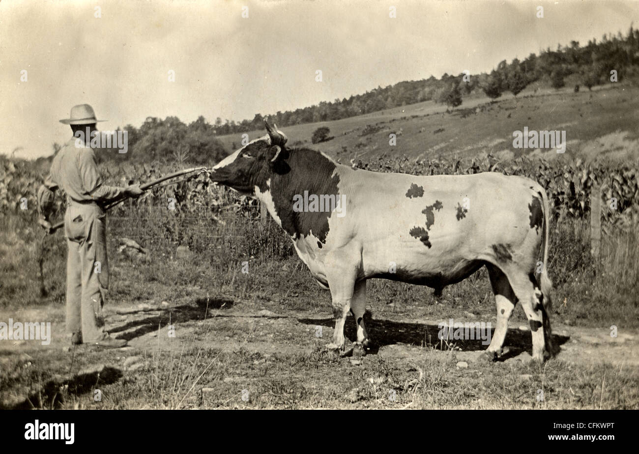 Black bull ring nose hi-res stock photography and images - Alamy