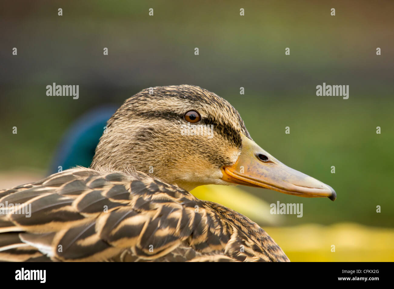 Female Mallard Duck Stock Photo - Alamy