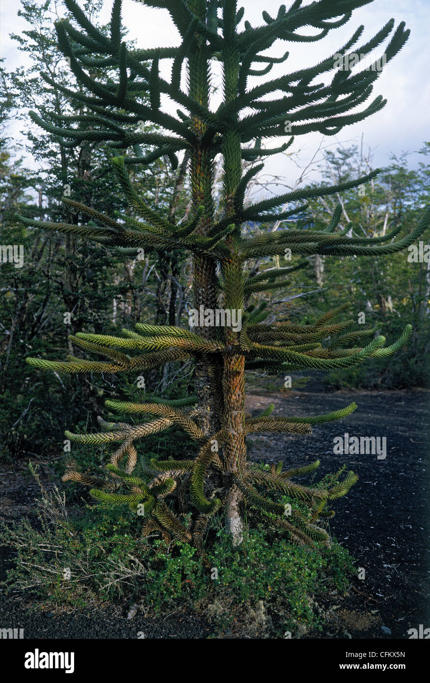 Monkey puzzle trees growing in forests of Conguillio national park ...