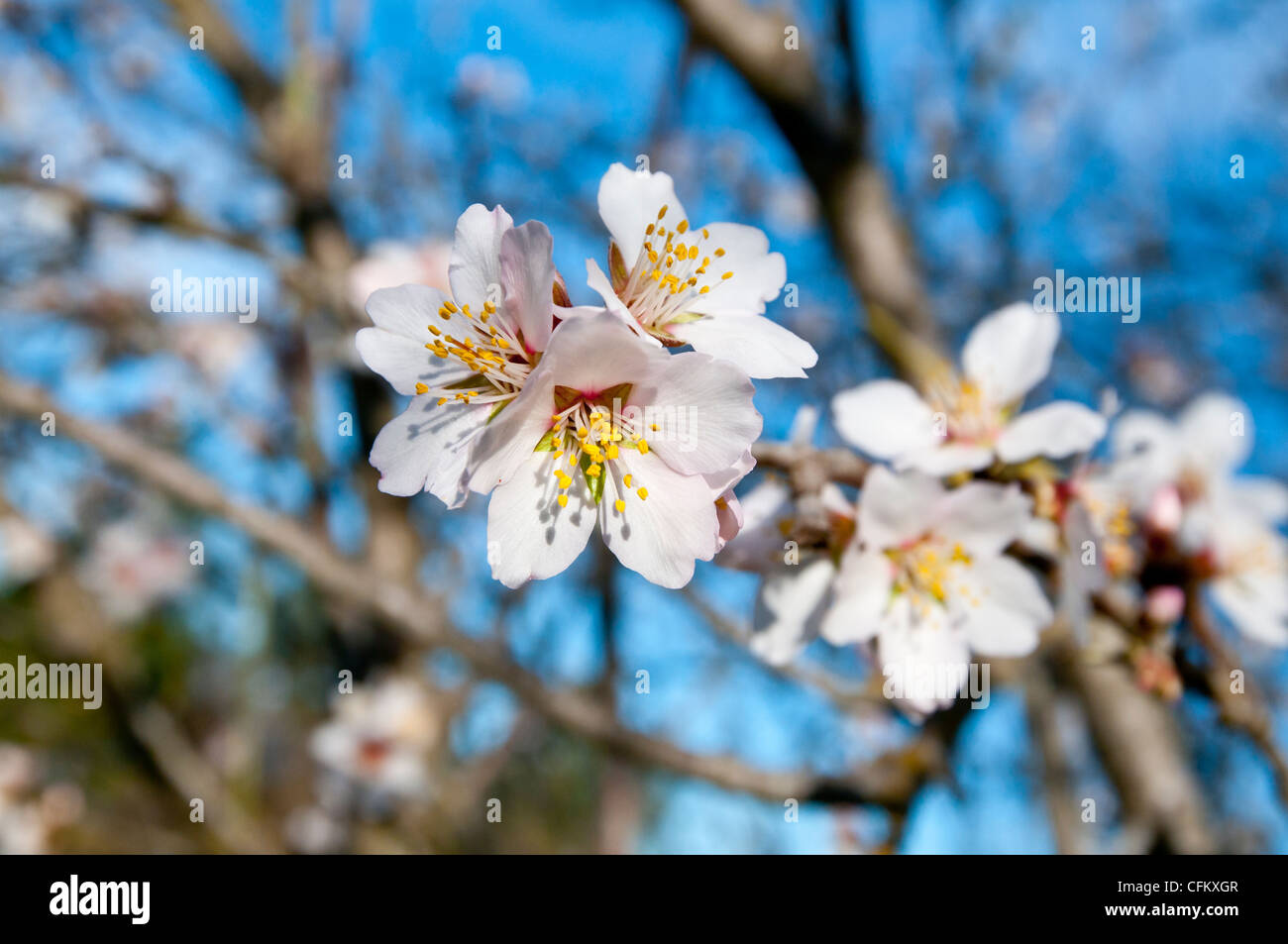 almond tree blossoms in spring bloom Stock Photo - Alamy