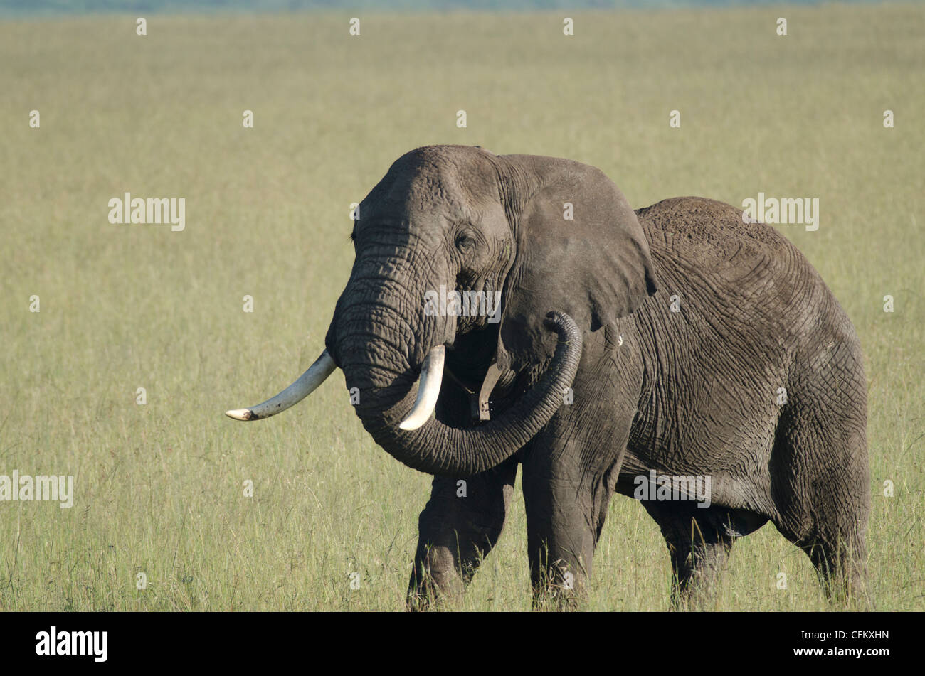 Gps collar elephant hi-res stock photography and images - Alamy