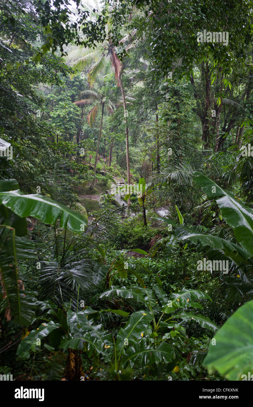 Jungle, Bali, South Pacific, Indonesia, Southeast Asia, Asia Stock ...