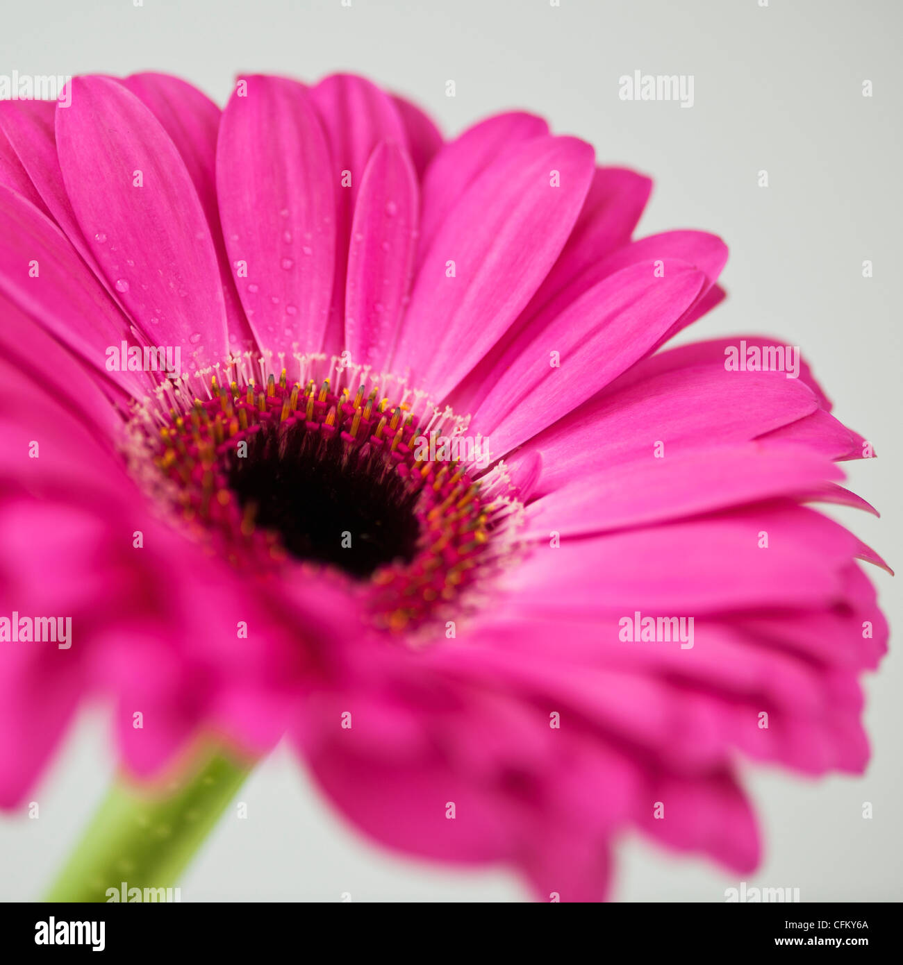 Gerbera hi-res stock photography and images - Alamy