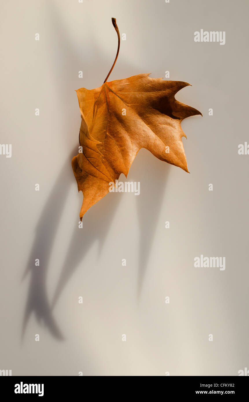 Brown autumn leaf Stock Photo - Alamy