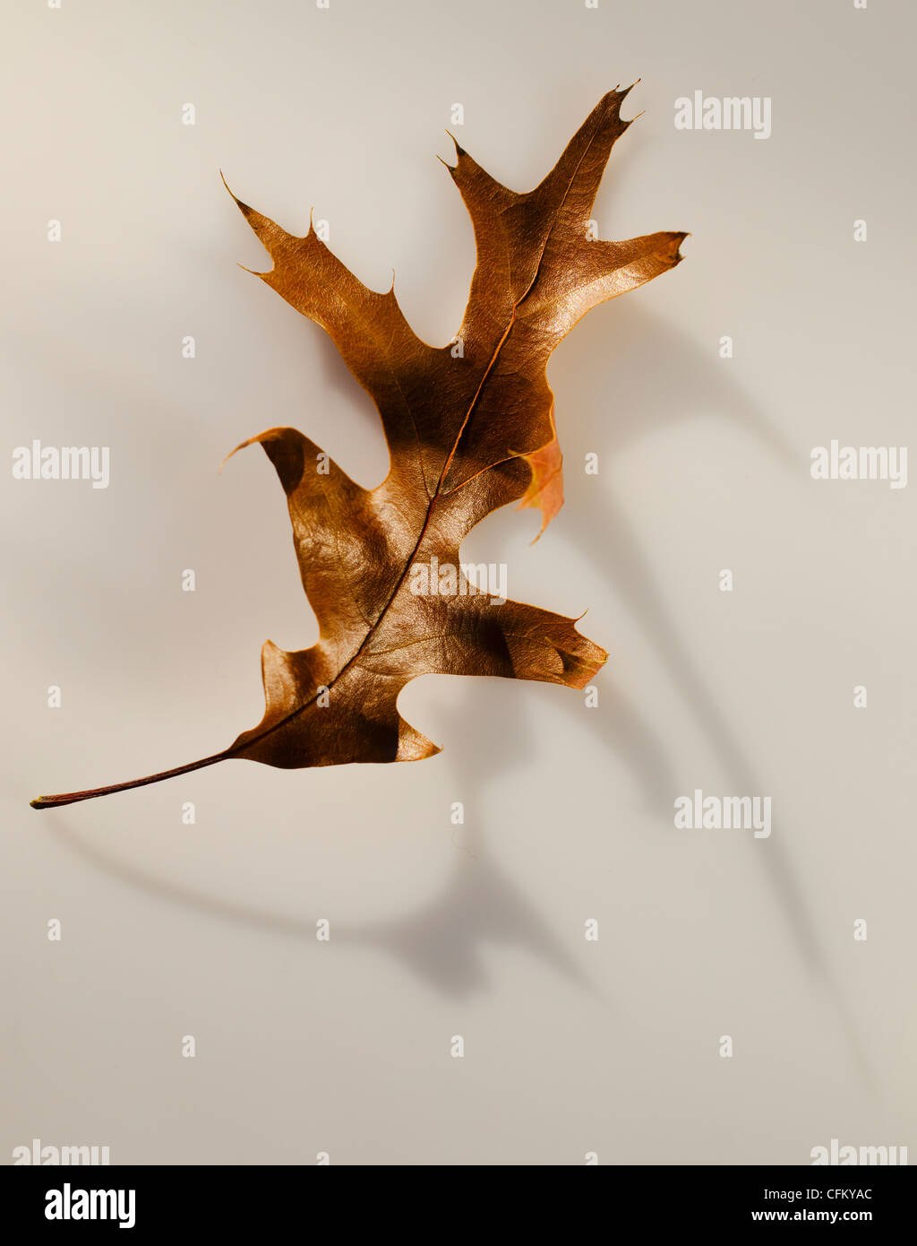 Studio shot of autumn leaf Stock Photo - Alamy
