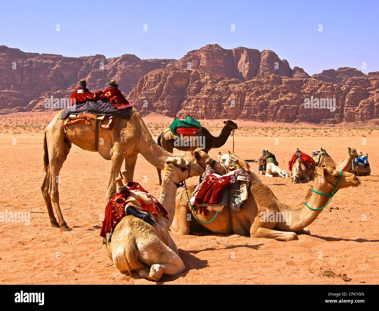 Bedouin Camels in Jordanian Desert Stock Photo - Alamy
