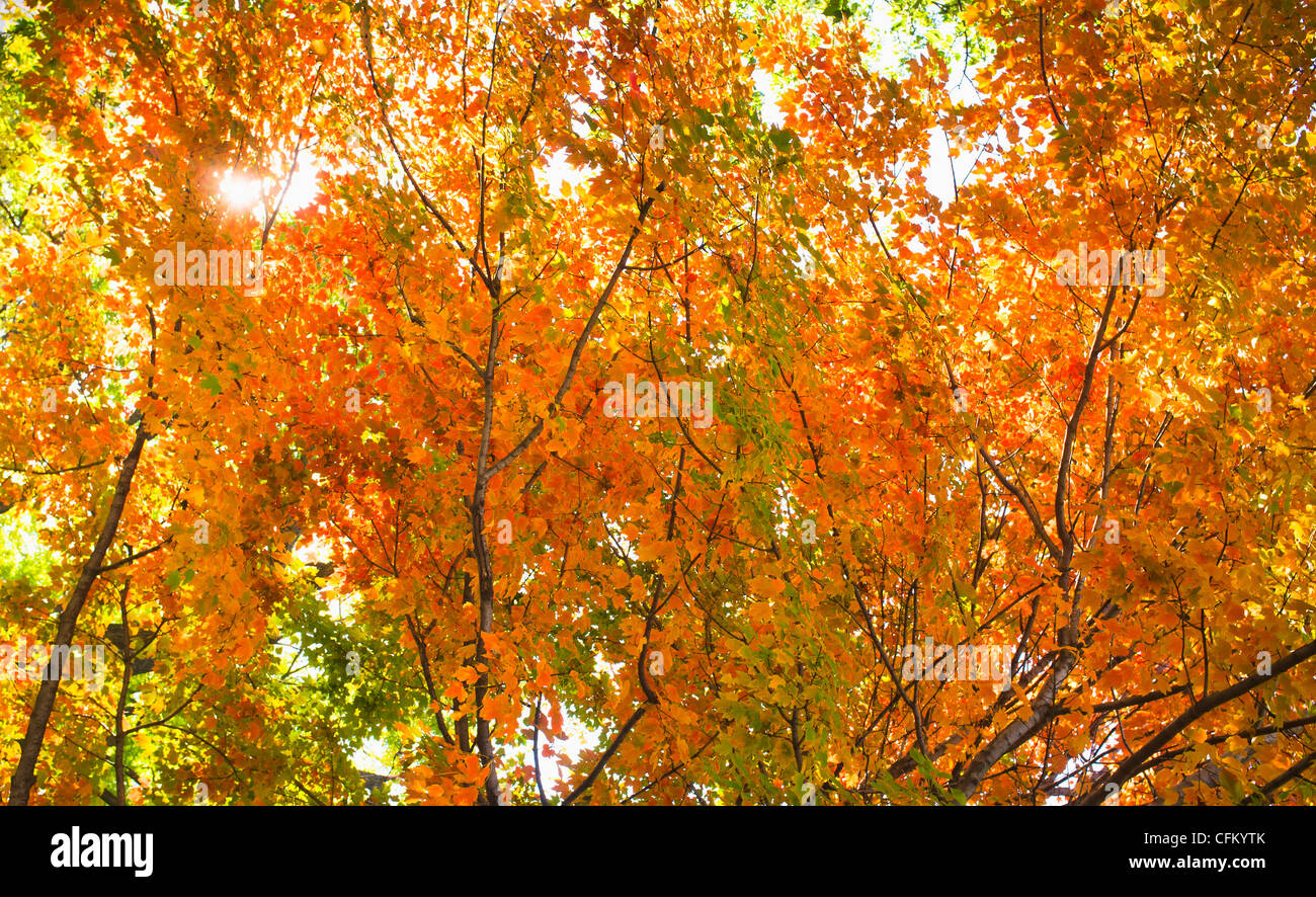 USA, New Jersey, Jersey City, Autumn leaves Stock Photo - Alamy