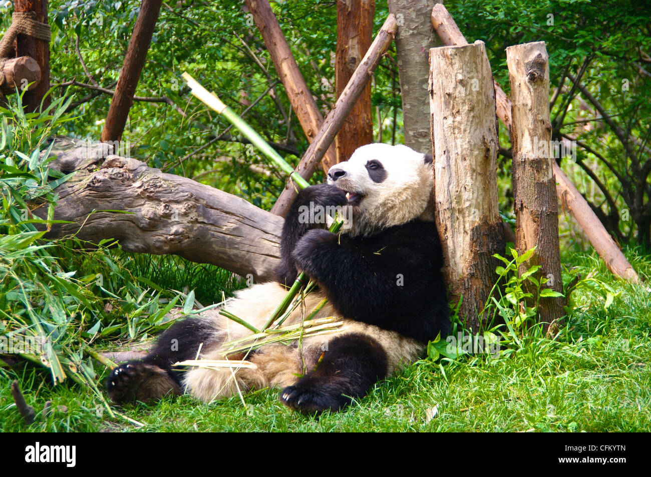 Panda eating meal hi-res stock photography and images - Alamy