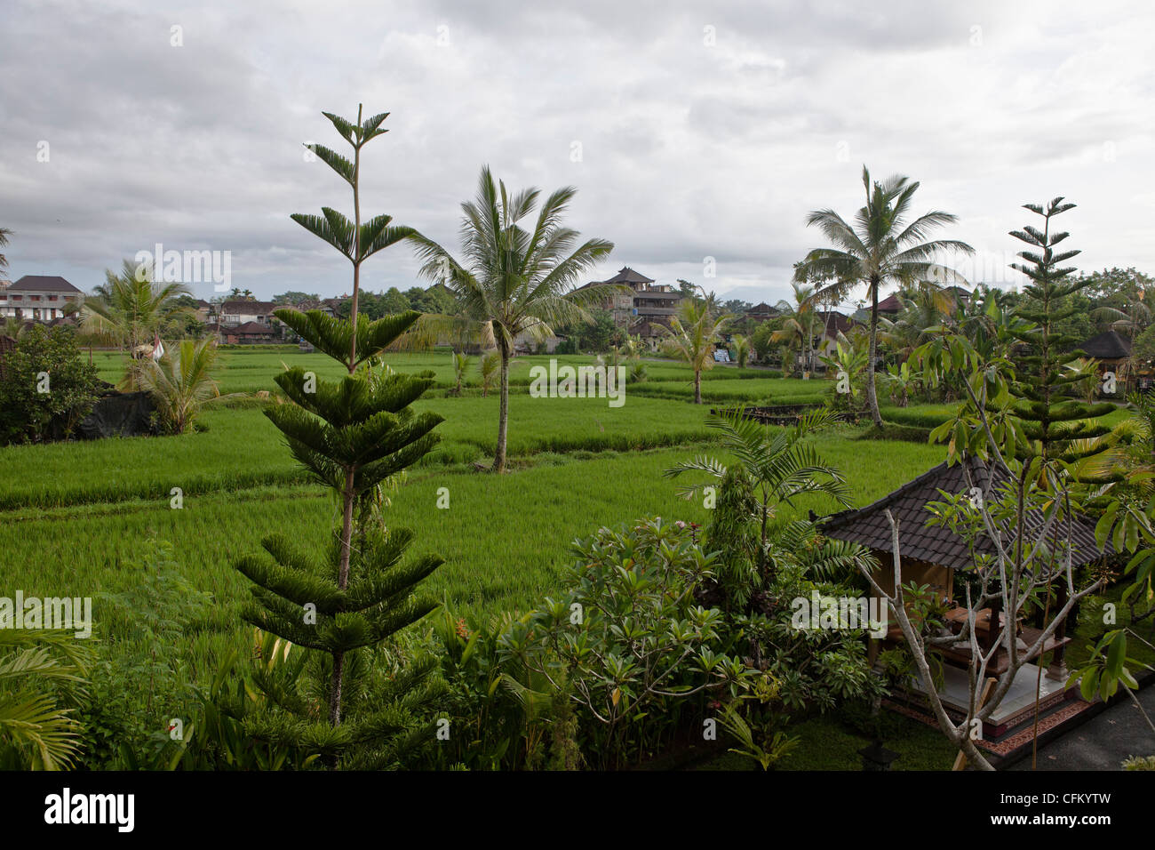 Farm and fields, Ubud, Bali, South Pacific, Indonesia, Southeast Asia ...